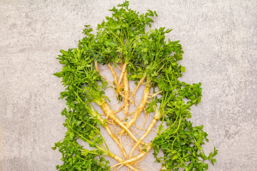 How To Use Coriander Root In Cooking? - Fresh Elements Restaurant